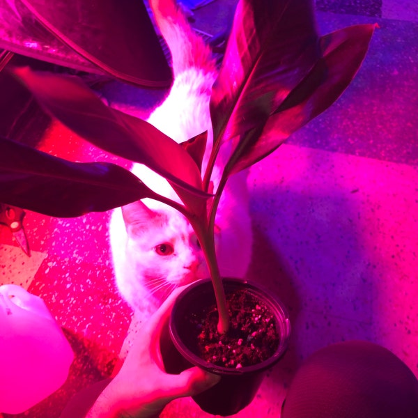 Organic Bananas Fresh Musa Dwarf Cavendish Banana Tree - Fast-Growing ...