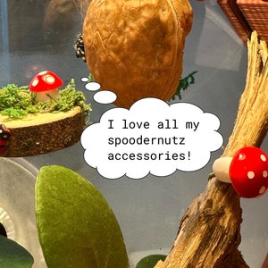 Jumping Spider Sign Post Spooder Lives Here, Spider Hideout Accessories ...