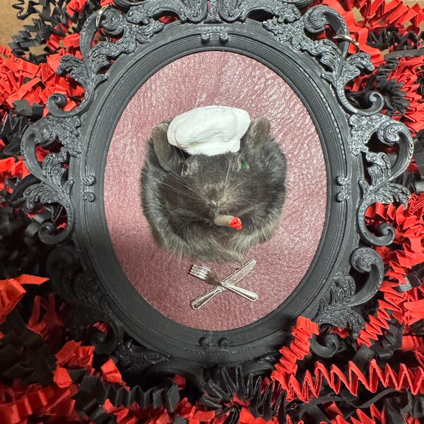 Pastel Pink Fancy Mouse Taxidermy Head Mount - Etsy