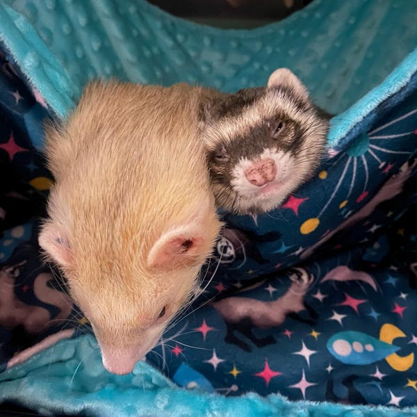 Ferret Emergency Chart and Health Medical Kit List Laminated Quick ...