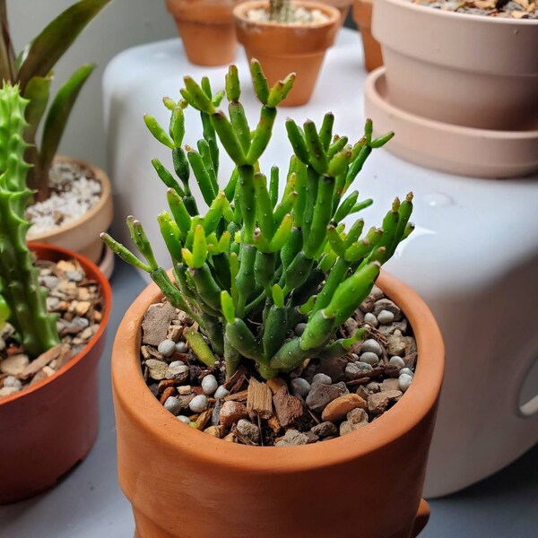 Dancing Bones Cactus | 2 Inch | Rhipsalis Salicornioides | Live ...