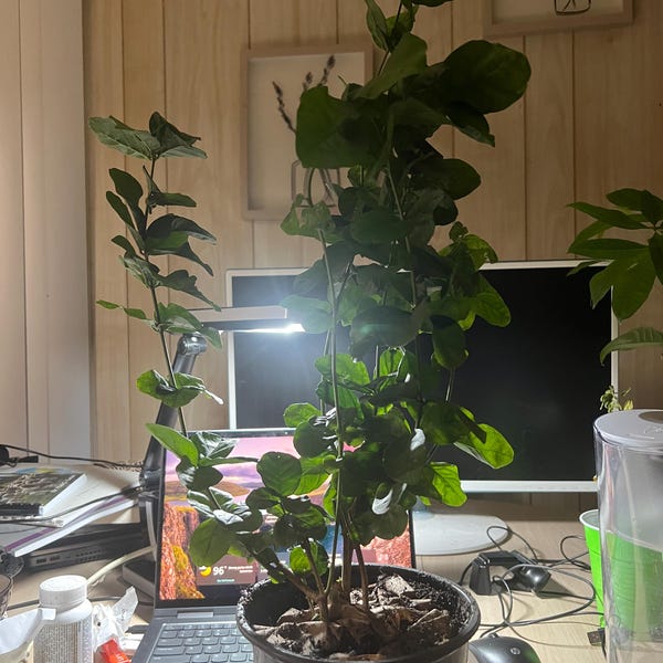 Fresh Whole Burdock Root, Gobo Root - Etsy