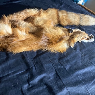 XXL Blue Frost Fox Hide 1 Top Lot Grade, Professionally Tanned/pelt ...