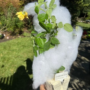 Rose Plant washitsu 和室 ジャパネスクモナムール - Etsy