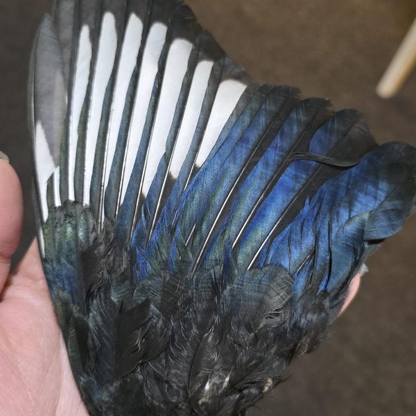 10 Crow Skull Real Natural Rook Skull Raven Corvid Taxidermy Gothic ...