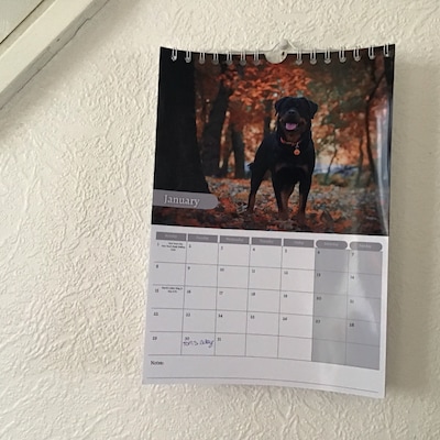 Ginger Cat Calendar 2025: Monthly Wall Calendar With Notes, Hanging A4 ...