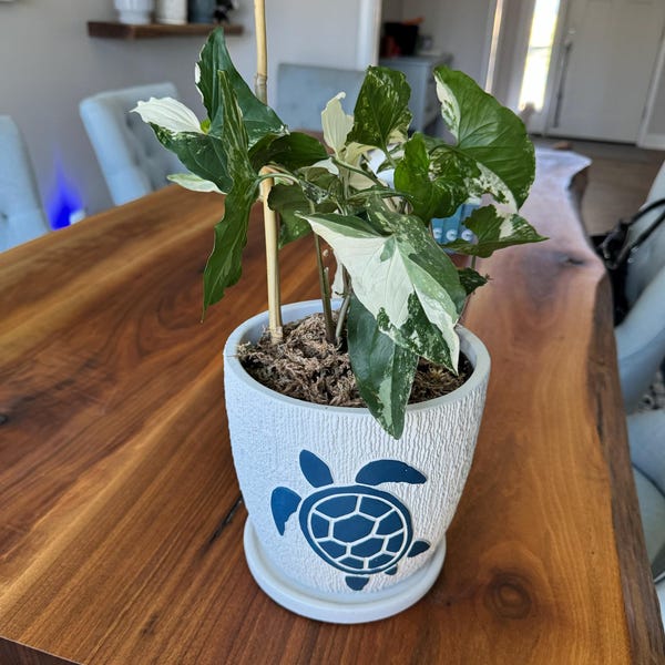 Mican Philodendron Velvet Leaf Philo Indoor & Outdoor Live Tropical ...