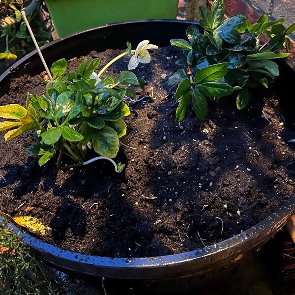 Rose 'fantastic at 60' Happy Birthday Rose Gift Wrapped With Huge Bow ...