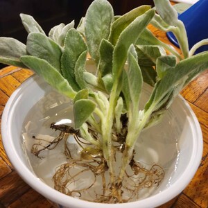 10/ Periwinkle vinca Minor BARE Root Starter Plants. - Etsy