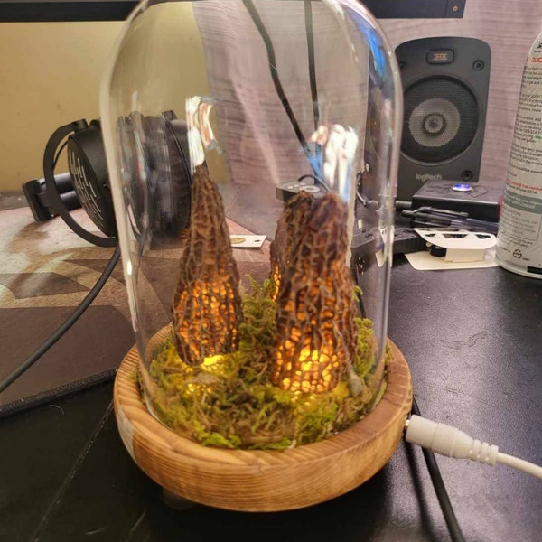 Handmade Morel Mushroom Lamp Wild Mushroom Lamp in a Glass Container ...