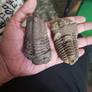 7-10 Hanging Light Puffer Fish Real Blowfish Lamp - Etsy