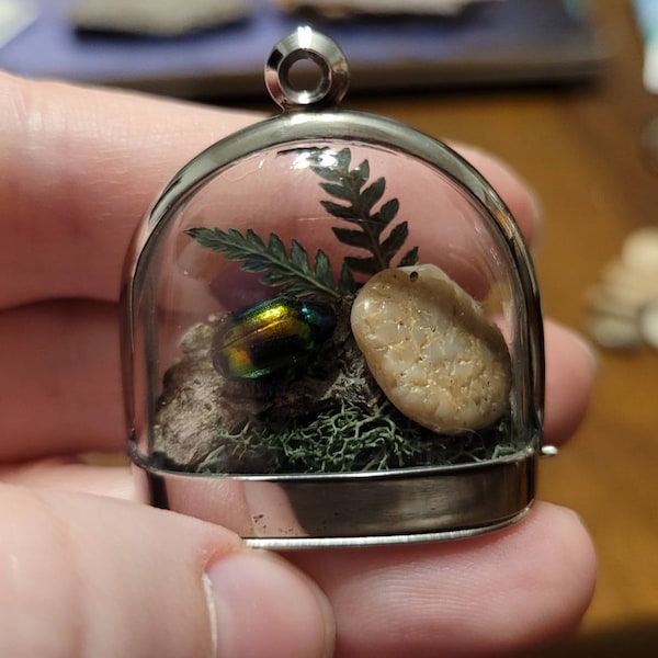 White Florida SPINY JEWEL BOX Seashell ~ 10 to 100 Pcs ~ Jewelry Craft ...