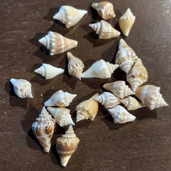 25 Calico Clam Shells / Seashells - Etsy