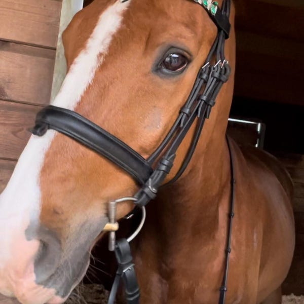 Anatomical Working Hunter Leather Bridle Cavesson Padded Cutaway ...