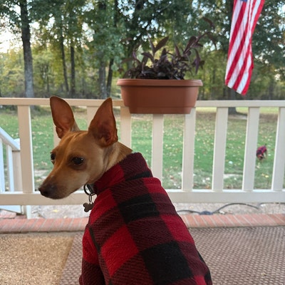 Lumberjack Small Breed Dog Coat Poncho - Etsy
