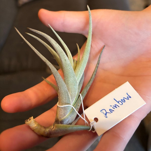 Mystic Rainbow Air Plant Tillandsia: Creates Colorful Bloom - Etsy