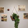 Wall Air Plant Holder Display (hanging) - Air Plant Hanger - Diamond ...
