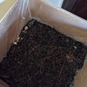 Crimini Portabella Baby Bella Mushroom Growing Kit Easy to Grow Your ...