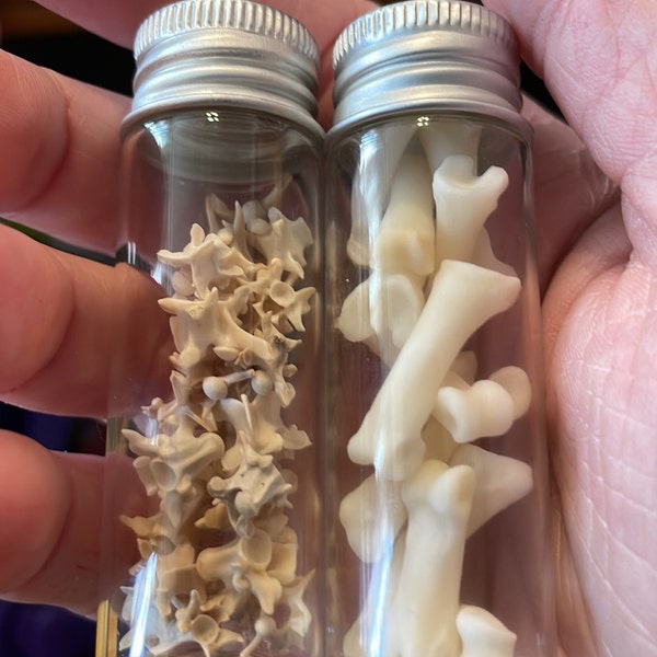 20 Real Rattlesnake Vertebrae Vertebrea Bone Gothic Voodoo Witchcraft ...