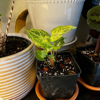 Syngonium Batik Starter Plant all Starter Plants Require You to ...