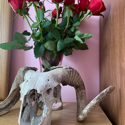 Bones Mystery Box , Curiosity Mystery Box , Vulture Culture Oddity Box ...