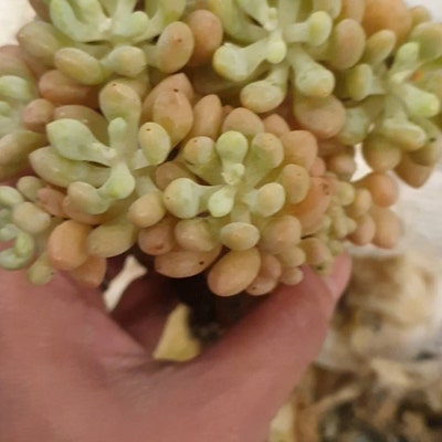 Graptoveria 'titubans' , Rare Live Succulent - Etsy