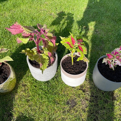 Bee Decoupaged Terracotta Clay Plant Pot ,bee Flower Pot,pretty Planter ...