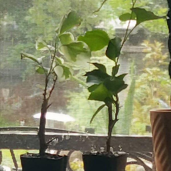 Athens Blue Princess Glory Bush Plant~~tibouchina Urvilleana~small ...