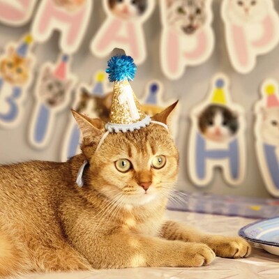 Pet Party Hat Mini Cat Birthday Party Hat Mini Cat Party Hat Dog ...