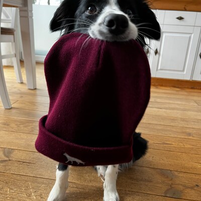 Fox Red Labrador Gift Owner Clothing Gift Embroidered - Etsy UK