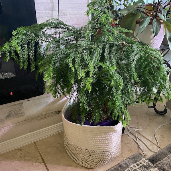 Mini Norfolk Island Pine • 6" Live Houseplant • Small Pine Tree • Live ...