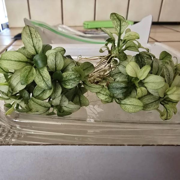 Java Fern 'petite' (microsorum Pteropus) Mat - Live Aquatic Plant for ...