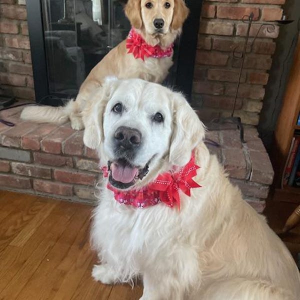 Dog Ruffle Collar, Budding Blooms Dog Scrunchie Collar With Pink ...