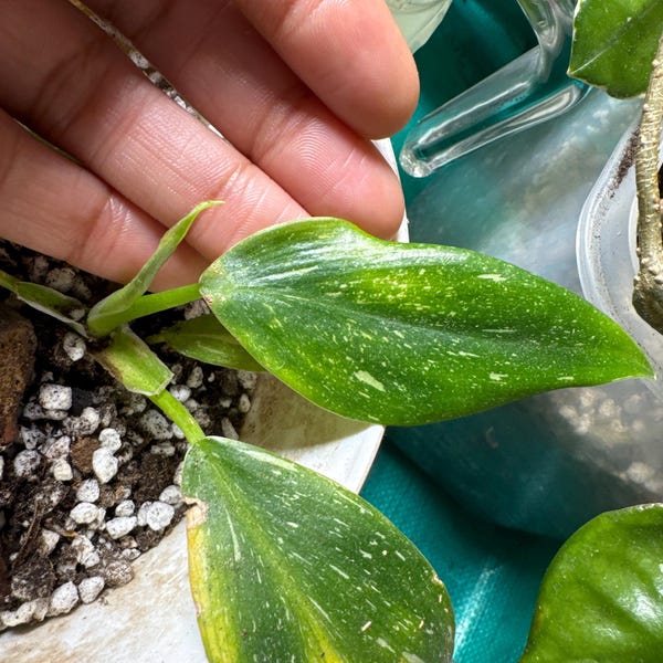 Alocasia Pink Princess Starter Plant ALL STARTER PLANTS Require You to ...