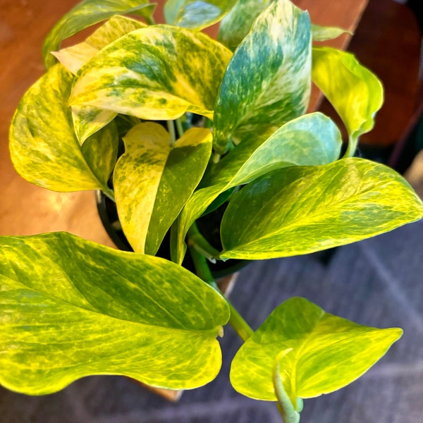 Pothos Robin: Teruno Japanese Pothos - Tropical Houseplant (4” Pot) - Etsy