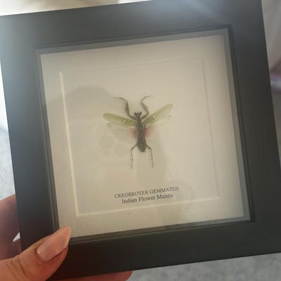 The Blue Carpenter Bee in Box Frame xylocopa Caerulea - Etsy