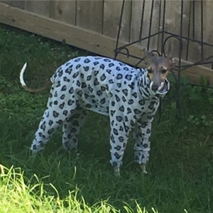 Custom Italian Greyhound Summer weight Jersey Knit one piece | Etsy