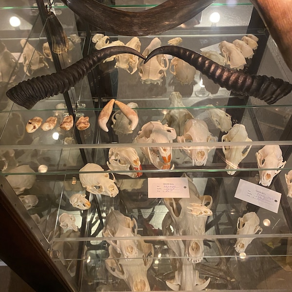 Real Springbok Horns - Large Horns From Springbok Skull - Etsy