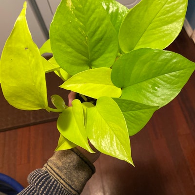 LIVE Combo 4 Inch Pots Brazilian Philodendron & Neon Pothos Evergreen ...