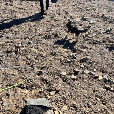 PIKA BOWL Sierra Blue - Etsy