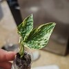 Albo Variegated Spider Man Monstera variegated Amydrium Medium Starter ...