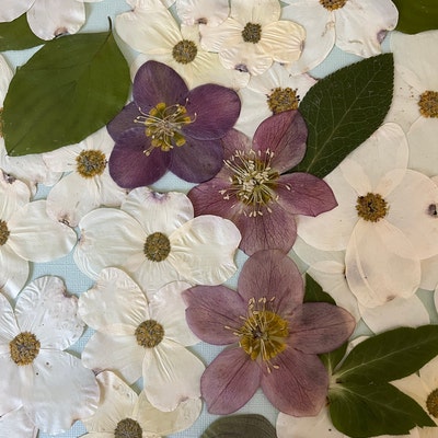 60 Pc Pressed Flowers Anemone Buttercup Periwinkle Daffodil Lenten Rose ...