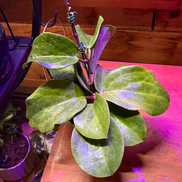 Hoya Panchoi in 4”pot - Rare Hoya - Wax Plant - Exact Plant - Beautiful ...