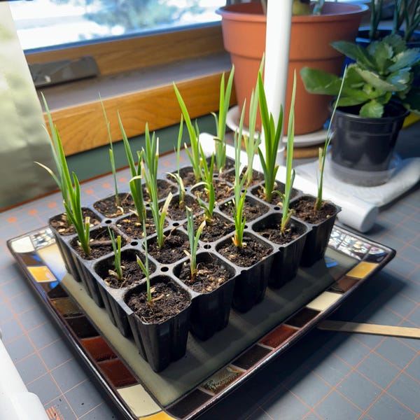 Carex Lurida | Shallow Sedge | Bareroot | Wetland Restoration | Live ...