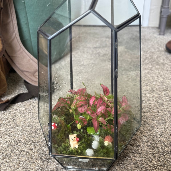 Large Terrarium Kit DIY / Live Moss / Tropical Plant, Bioactive ...