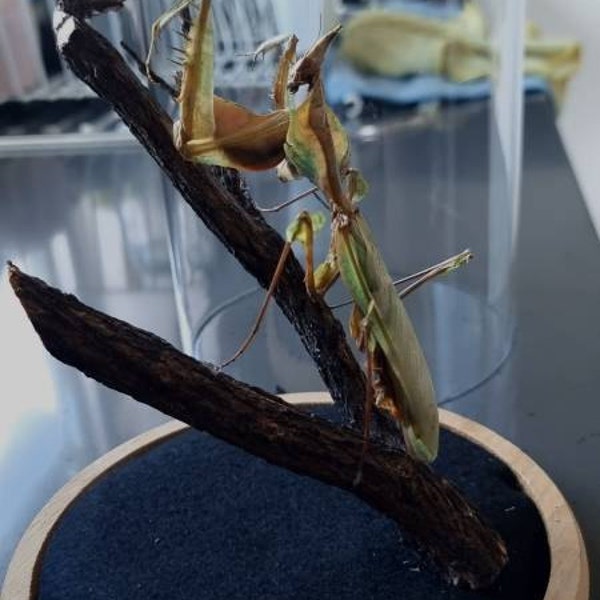 Genuine Giant Wasp (megascolia Velutina Ducalis) A1 Iridescent Purple ...