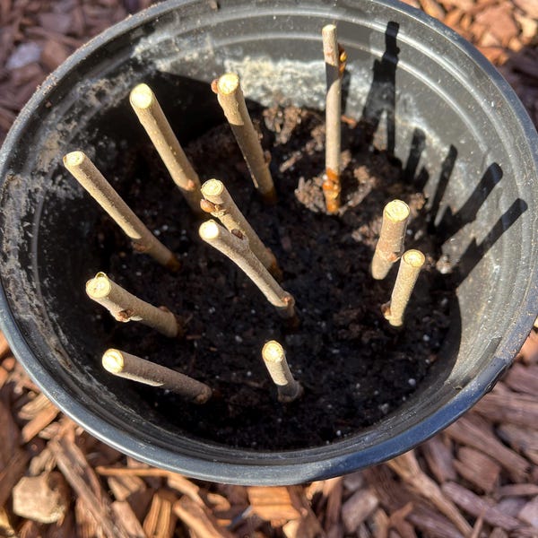 10 White Mulberry Cuttings Morus Alba. Male Tree. Animal Fodder ...