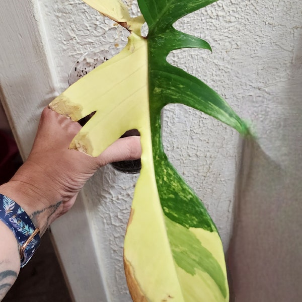 RARE Scindapsus Tricolor Mature 3-leaf *US Seller* - Etsy