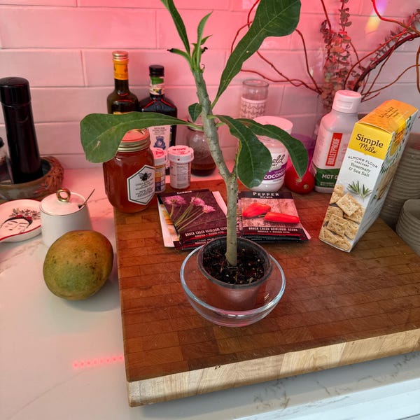 Raspberry Ice- Variegated Bougainvillea - Etsy