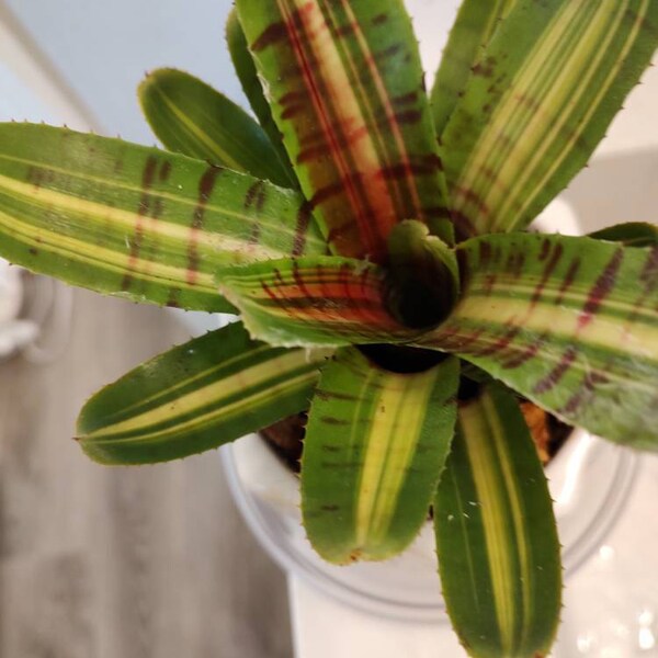 Neoregelia 'wild Tiger' Bromeliad Plant 4'' - Etsy